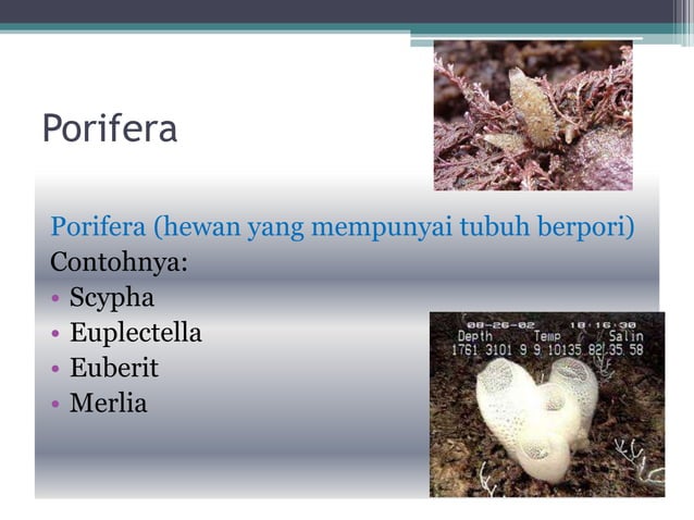 Presentation kingdom animalila kelompok 1 | PPT