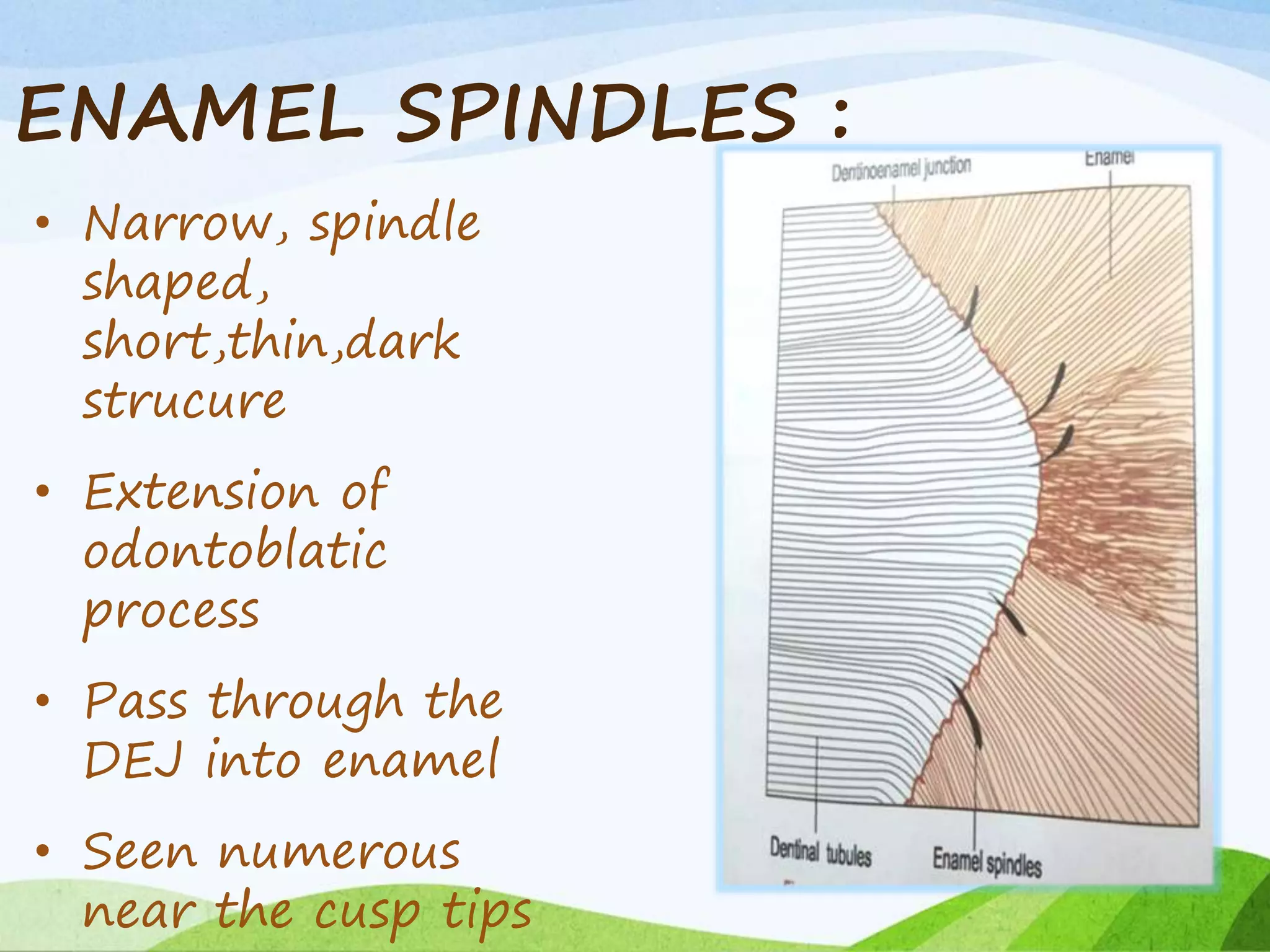 Hypomineralised structure of enamel | PPTX