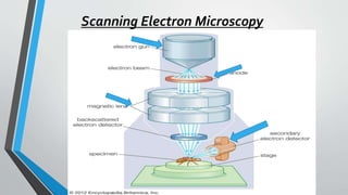 Scanning Electron Microscopy | PPT
