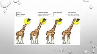 Presentation lamarckism evolution ecology | PPTX