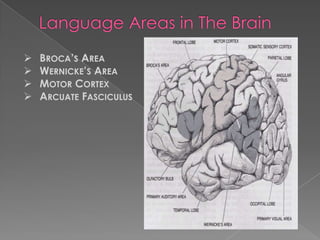 Presentation language and the brain | PPTX