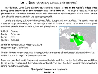Presentation Lentil.ppt