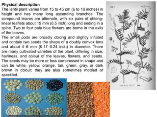 Presentation Lentil.ppt