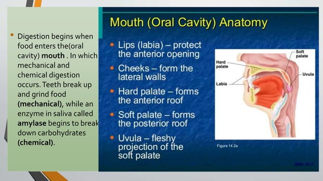 Presentation lesson in science 8 digestive system | PPT