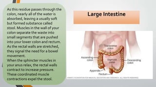 Presentation lesson in science 8 digestive system | PPTX