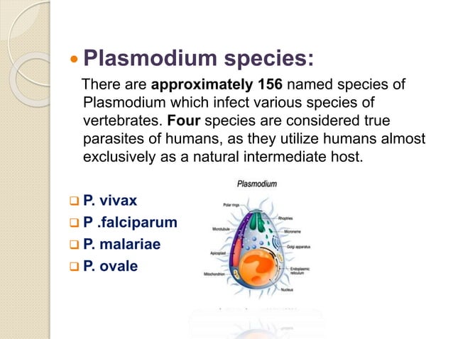 Presentation on The life cycle of plasmodium | PPTX