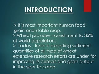 wheat cultivation | PPTX