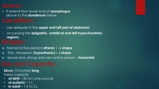 Human stomach anatomy (feature, shape, size, etc) | PDF