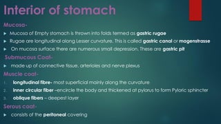 Human stomach anatomy (feature, shape, size, etc) | PDF