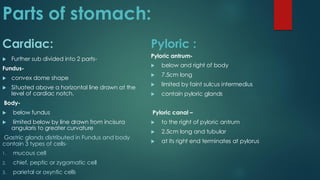 Human stomach anatomy (feature, shape, size, etc) | PDF