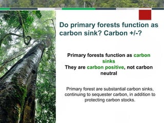 Role of primary forests for climate change mitigation | PPT
