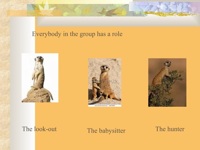 Meerkat Mail | PPT