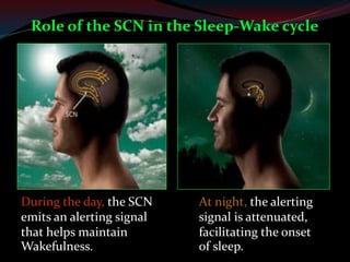 Presentation melatonin | PPTX