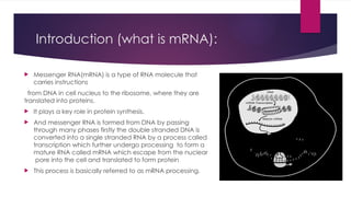 presentation messenger RNA processing by sania urooj roll no 08.pptx