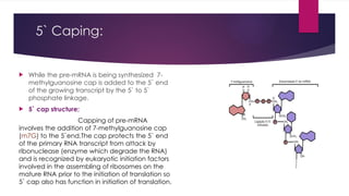 presentation messenger RNA processing by sania urooj roll no 08.pptx