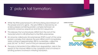 presentation messenger RNA processing by sania urooj roll no 08.pptx