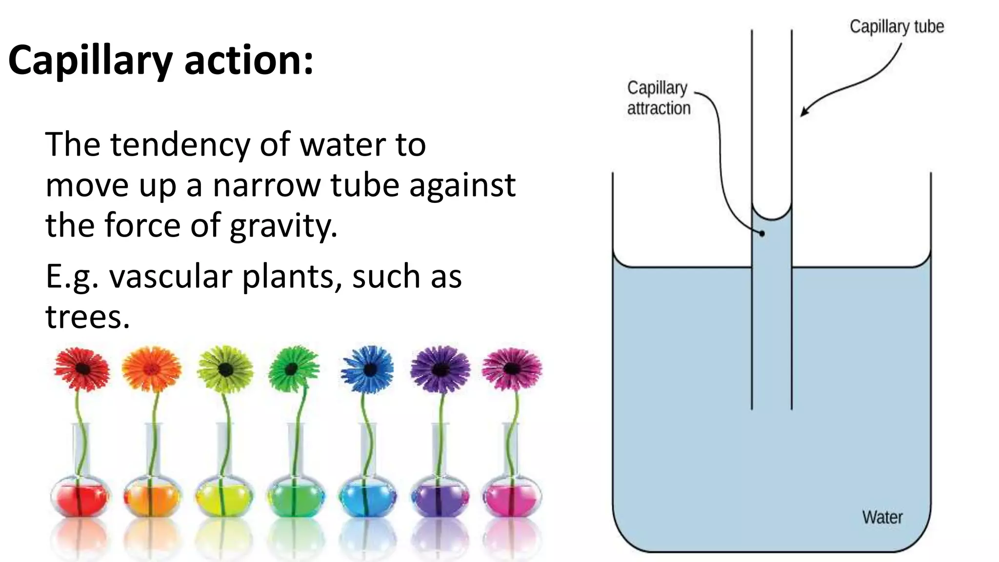water relations | PPTX