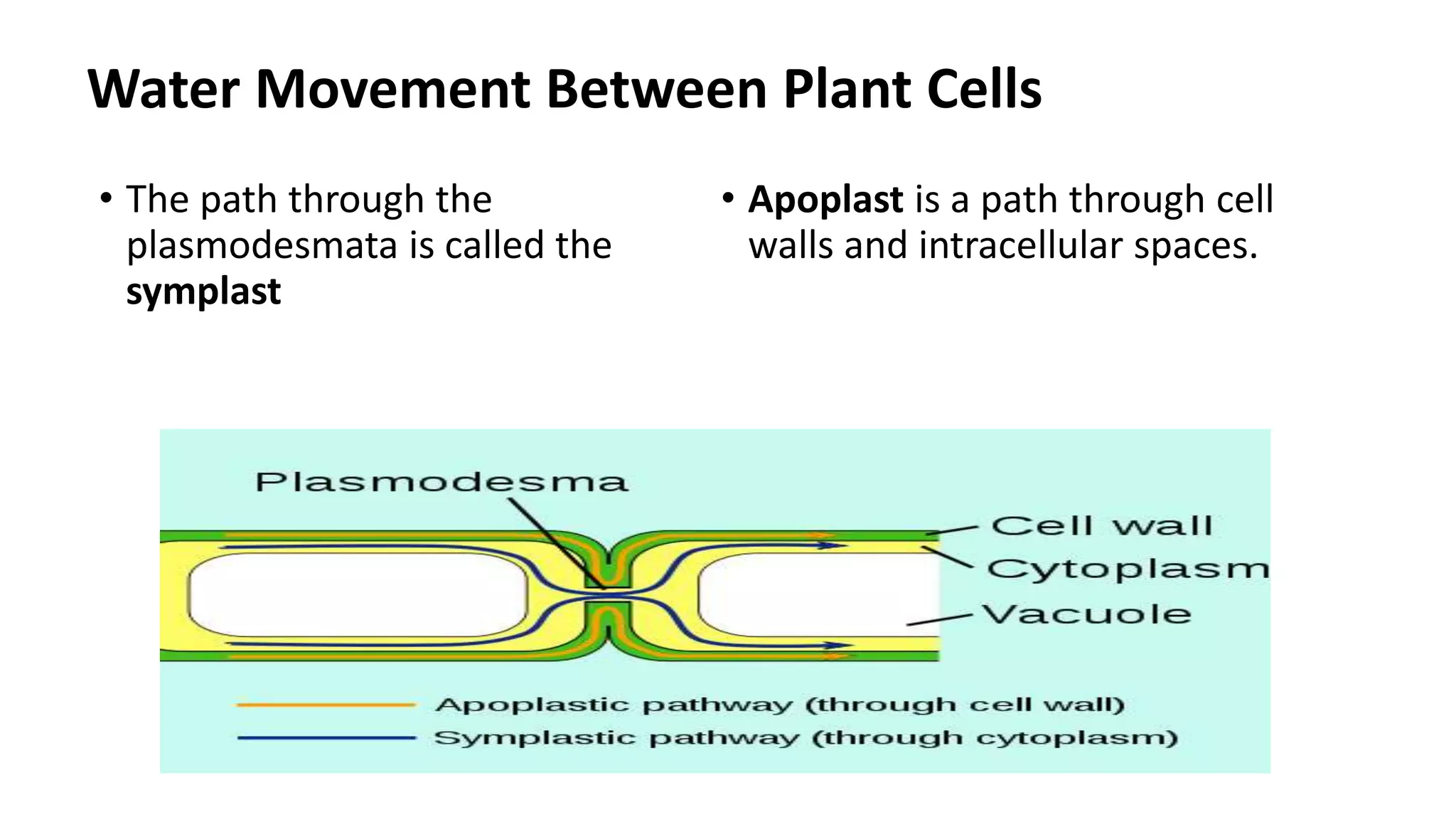 water relations | PPTX
