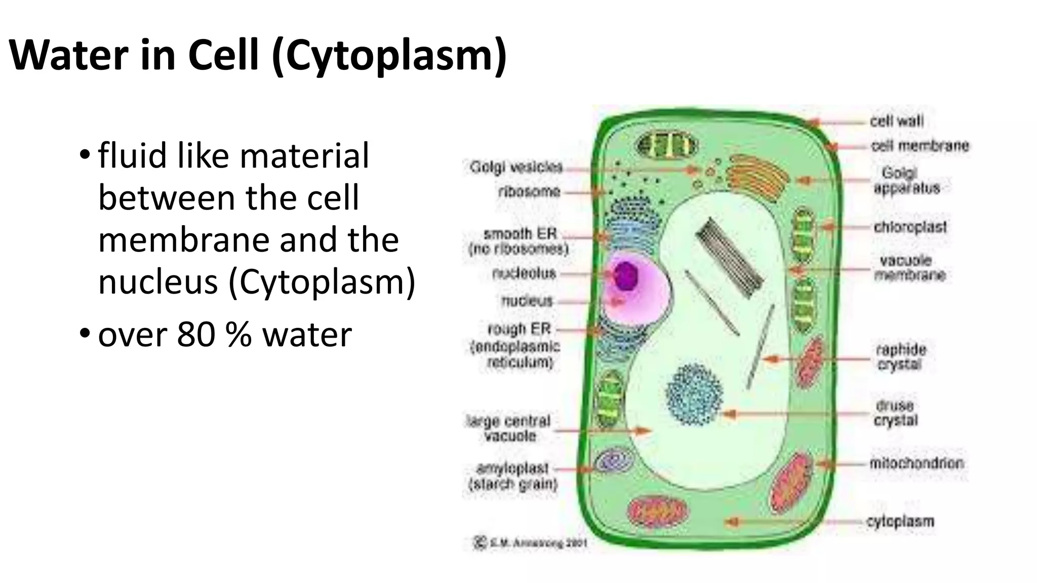 water relations | PPTX