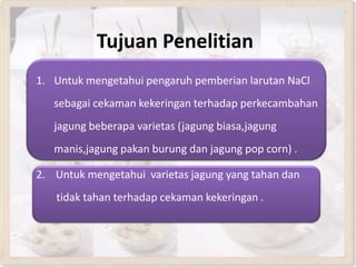 Pemilihan Bibit Jagung dengan Pemberian NaCl untuk Mendapatkan Bibit ...