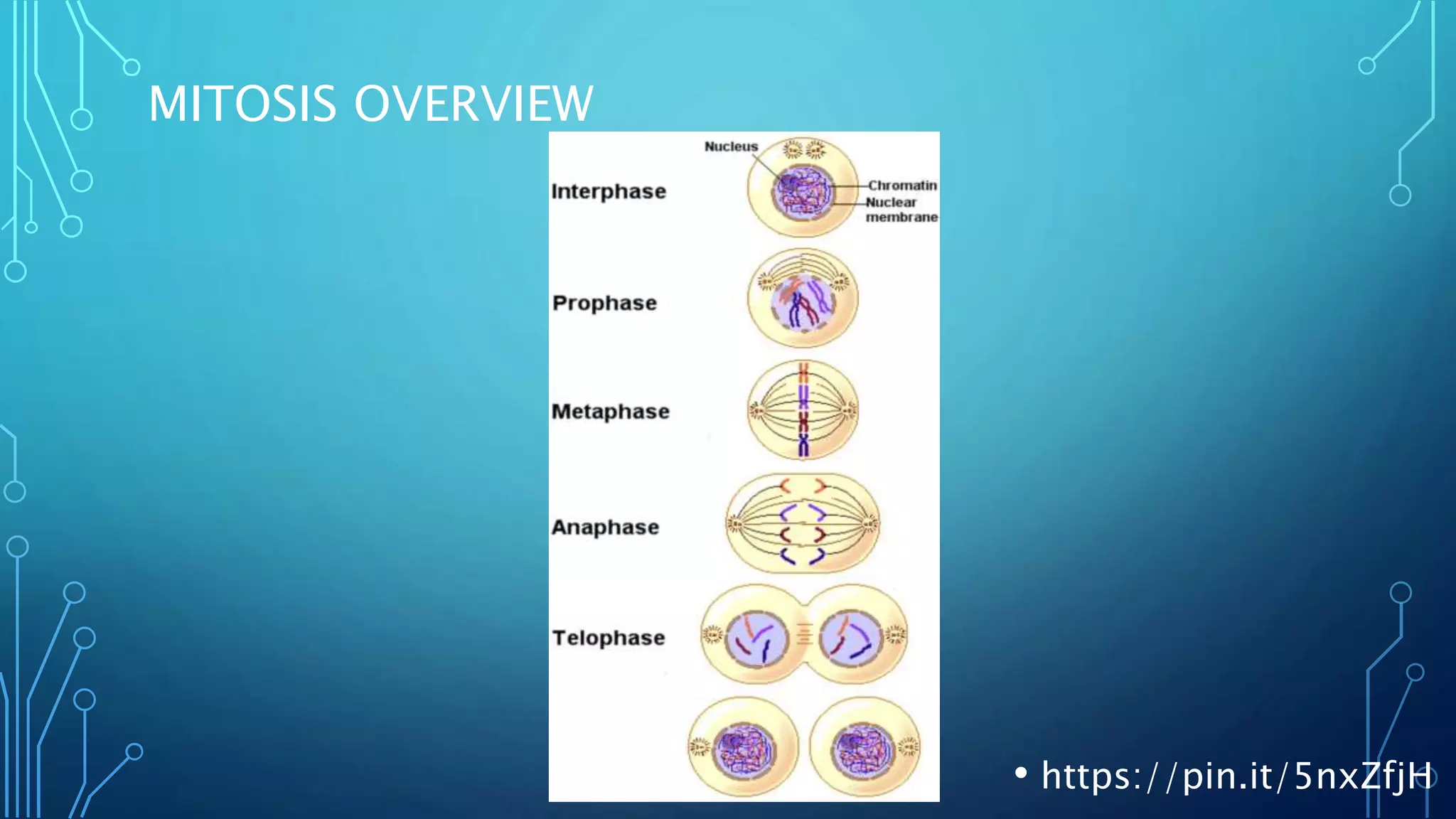 Presentation mitosis | PPT