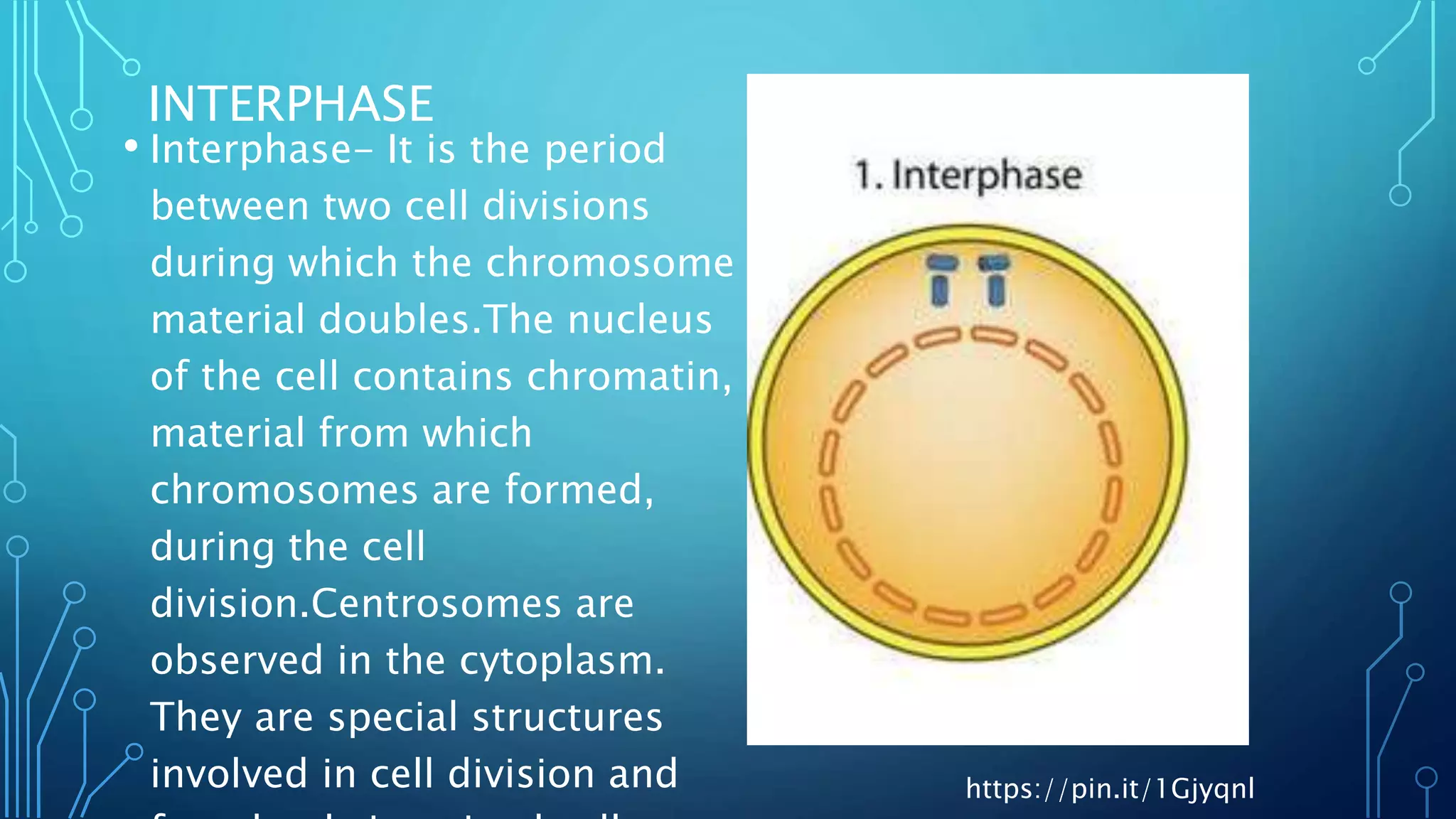Presentation mitosis | PPTX