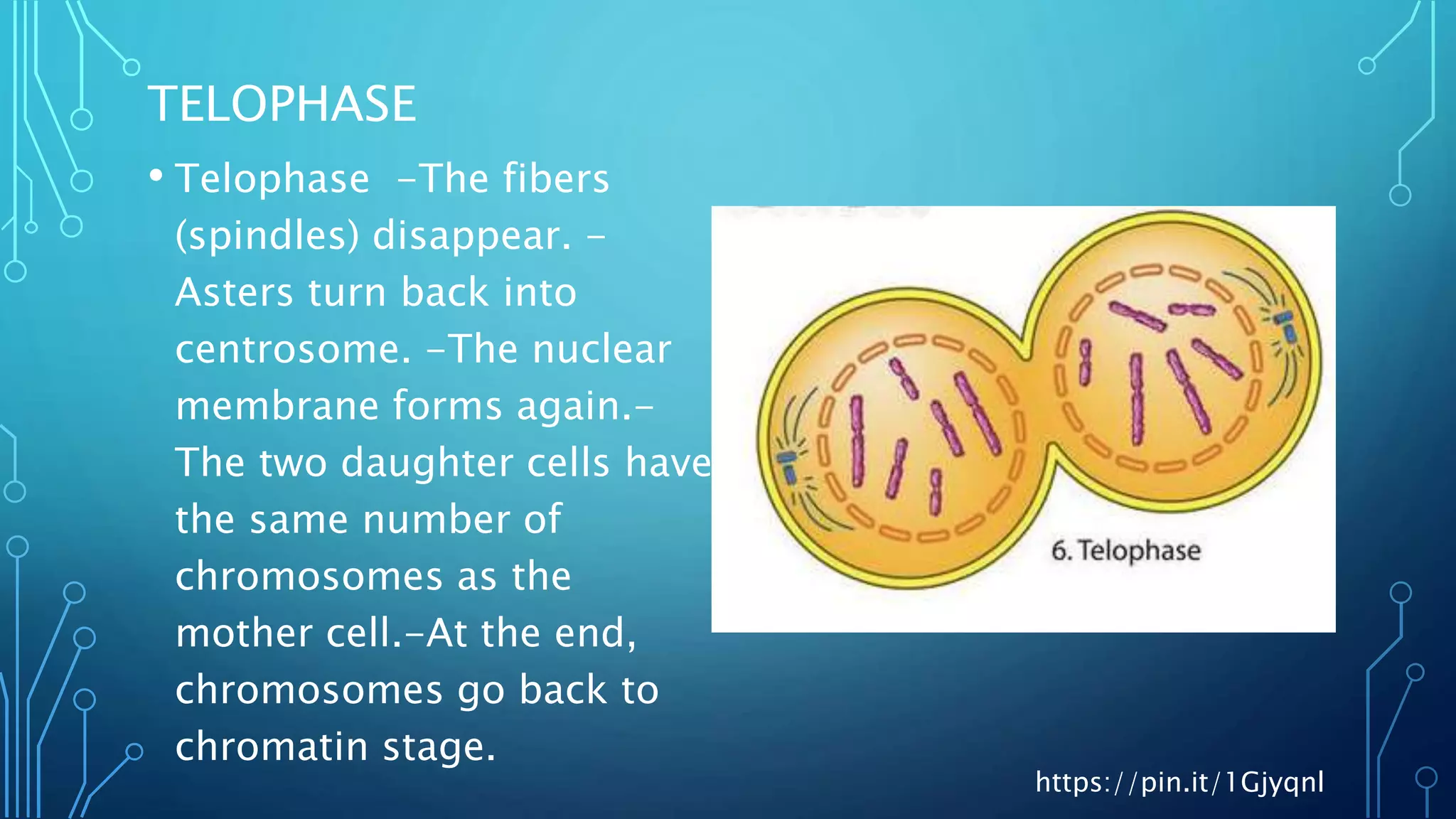 Presentation mitosis | PPT