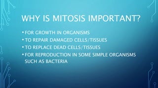 Presentation mitosis | PPT