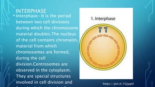 Presentation mitosis | PPT