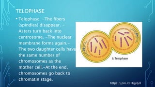 Presentation mitosis | PPT