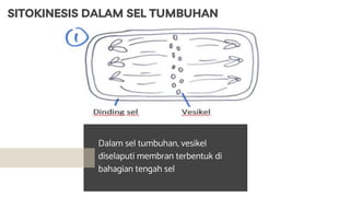 Nota Nota Ringkas Tentang Mitosis and Meiosis | PPTX