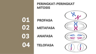 Nota Nota Ringkas Tentang Mitosis and Meiosis | PPTX