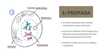 Nota Nota Ringkas Tentang Mitosis and Meiosis | PPTX