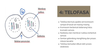 Nota Nota Ringkas Tentang Mitosis and Meiosis | PPT
