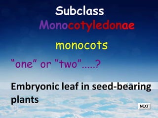 Presentation monokotil | PPT