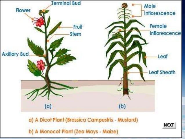 Presentation monokotil