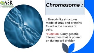 presentation of chemical structures of chromosomes by Datta Mounika ...