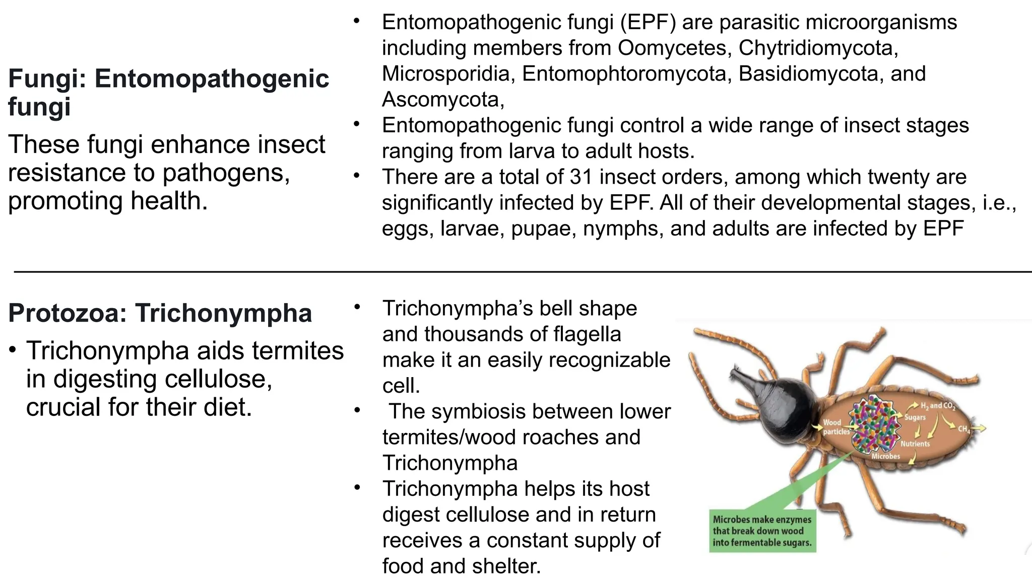 Endosymbionts in enhancing insect defense | PPTX