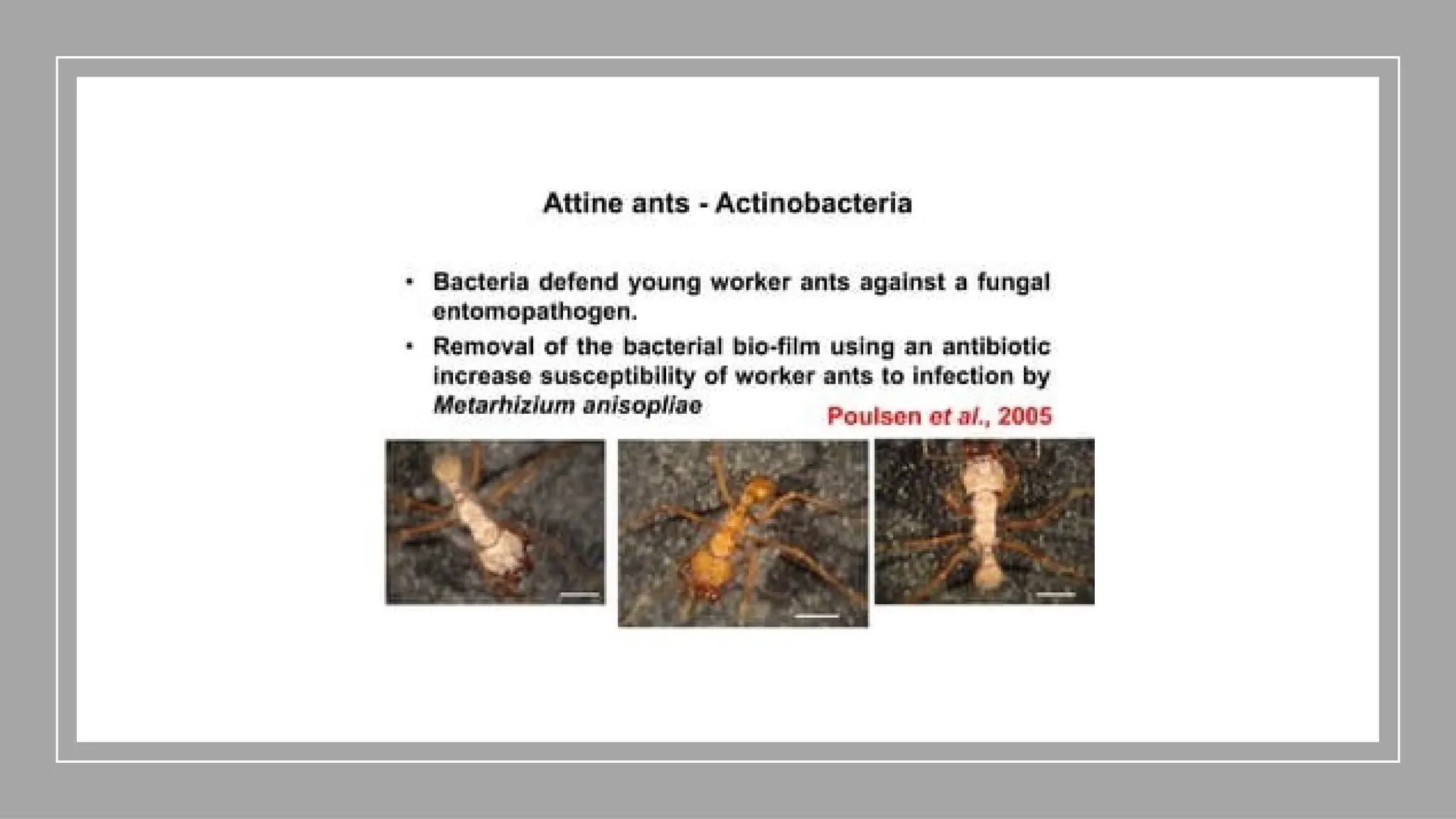 Endosymbionts in enhancing insect defense | PPTX