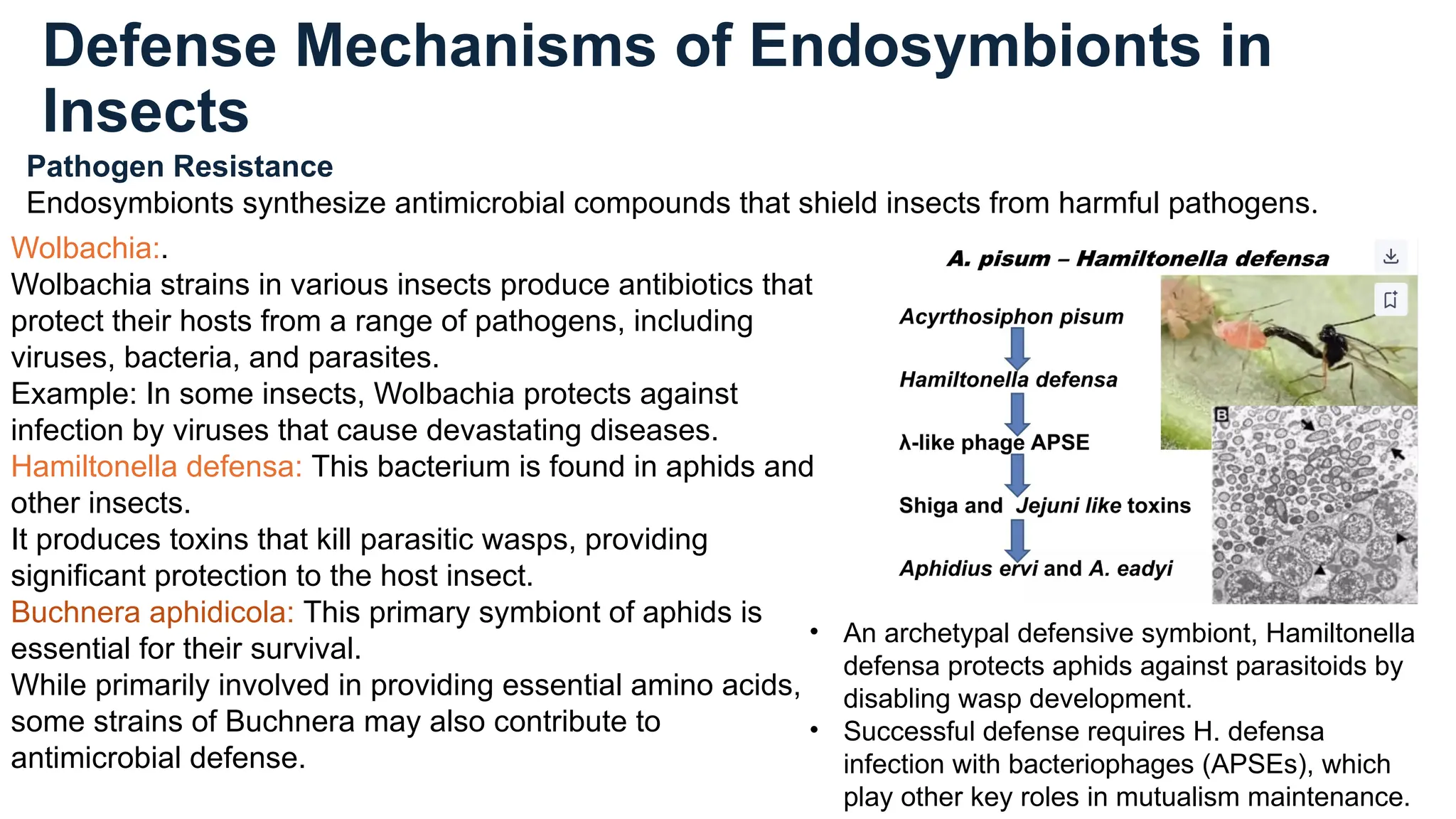 Endosymbionts in enhancing insect defense | PPTX