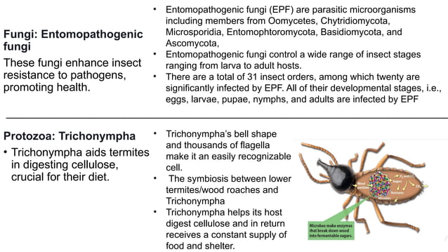 Endosymbionts in enhancing insect defense | PPTX