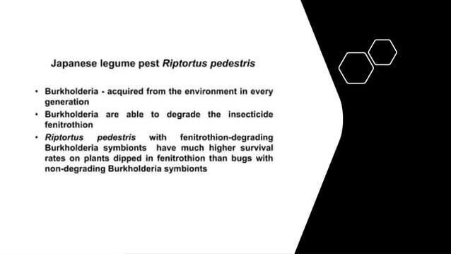 Endosymbionts in enhancing insect defense | PPTX