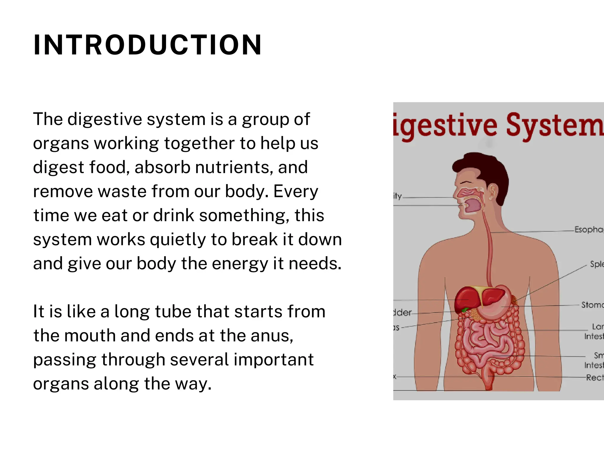 presentation MT.pdf about digestive system | PDF
