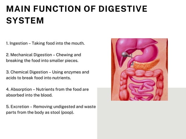 presentation MT.pdf about digestive system | PDF