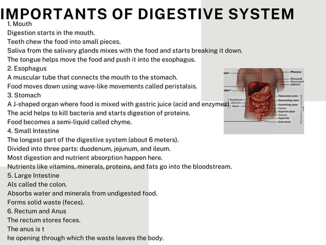 presentation MT.pdf about digestive system | PDF