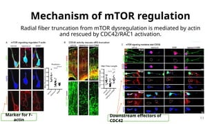 mTOR signaling regulates the morphology and migration of outer radial ...
