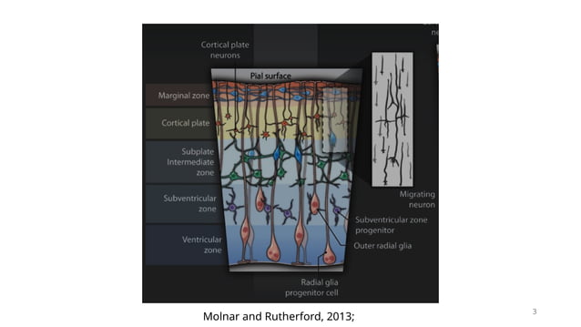 mTOR signaling regulates the morphology and migration of outer radial ...