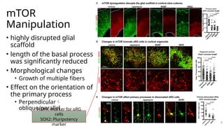 mTOR signaling regulates the morphology and migration of outer radial ...