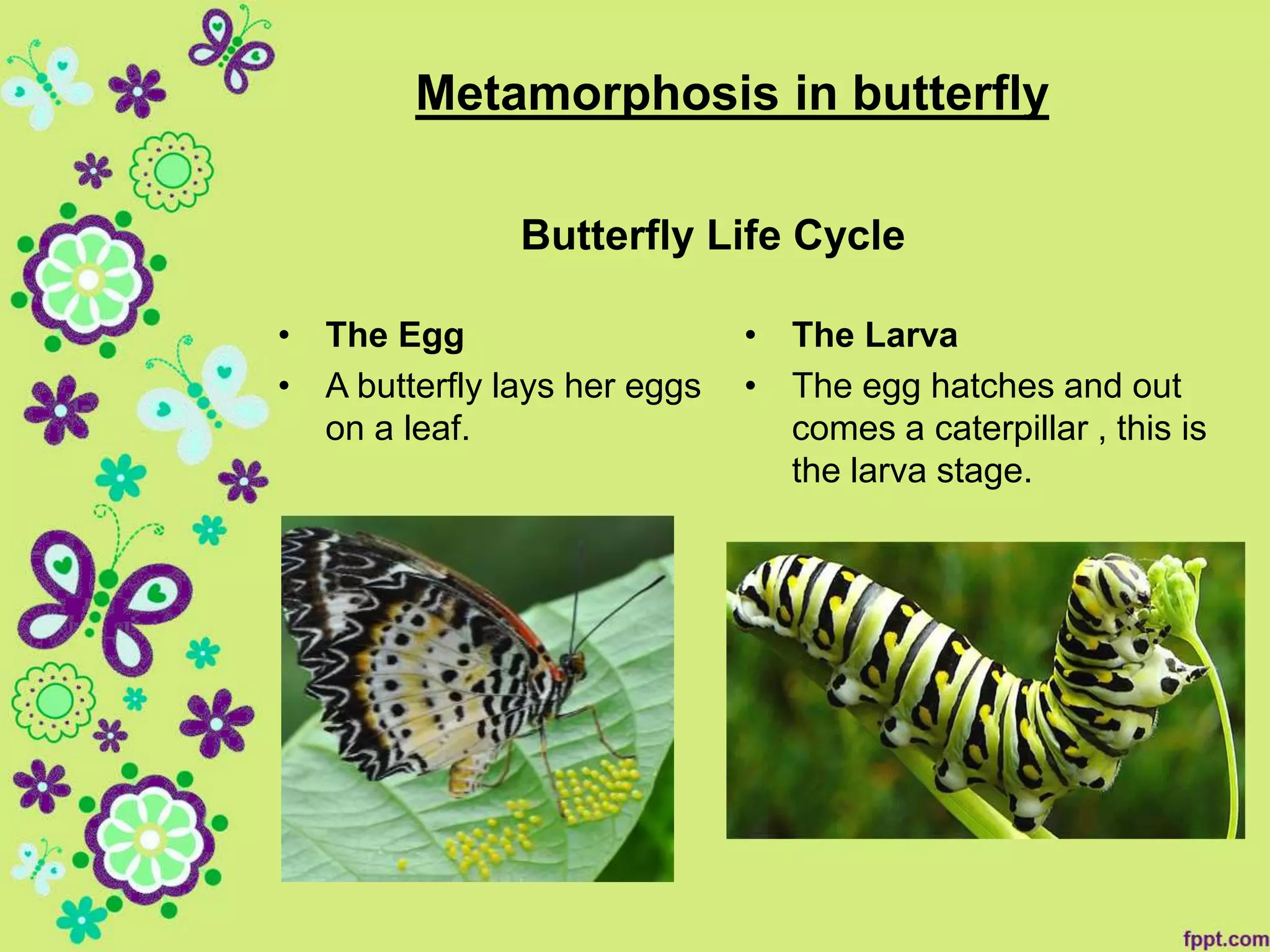 Metamorphosis in insects ,Its types (Mubaika seher) | PPT