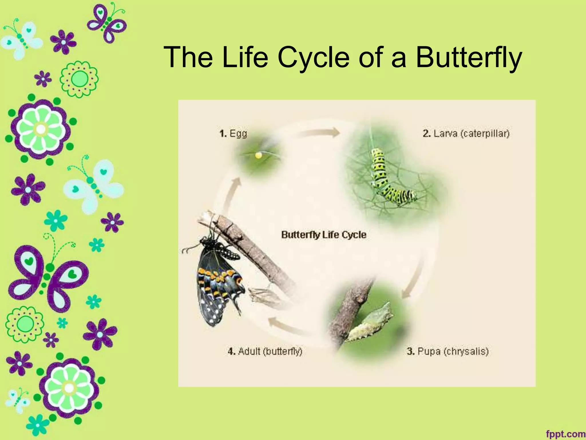 Metamorphosis in insects ,Its types (Mubaika seher) | PPT